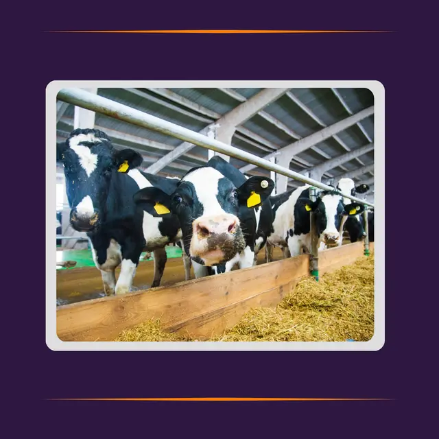Scottish firm developing early test for Johne’s disease in cattle - MI ...